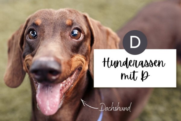 27 Hunderassen mit D [Liste mit Bild] | HundeFunde