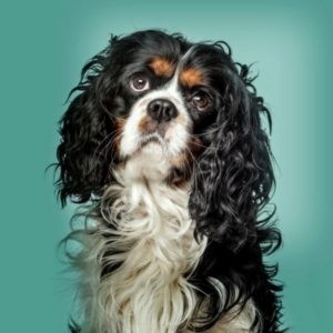27 Hunde mit Locken [Liste mit Bildern] | HundeFunde