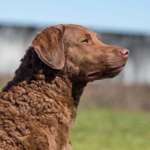 27 Hunde mit Locken [Liste mit Bildern] | HundeFunde