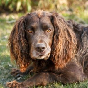 27 Hunde mit Locken [Liste mit Bildern] | HundeFunde
