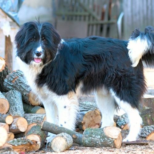 21 Hunderassen mit M | HundeFunde