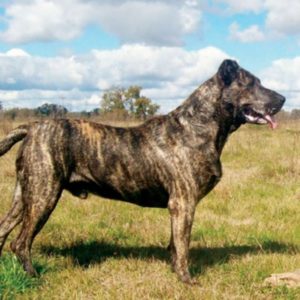 19 Molosser-Hunderassen: Doggen und Mastiffs [Liste mit Bild] | HundeFunde