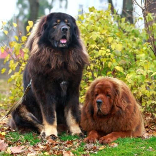 19 sehr große Hunderassen [Liste mit Bild] | HundeFunde