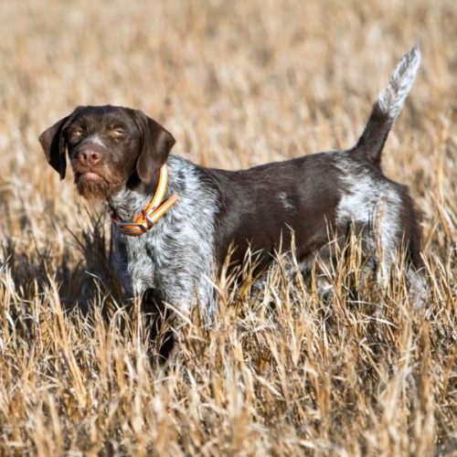 Über 31 Vorstehhunde | HundeFunde