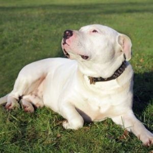Weiße Hunde: 33 Hunderassen mit weißem Fell | HundeFunde