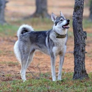 Graue Hunderassen: 40 Hunde mit grauem Fell | HundeFunde