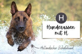 13 Hunderassen mit H | HundeFunde