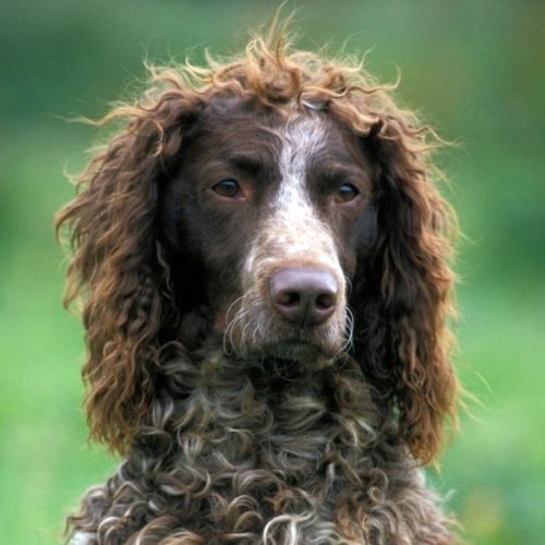 27 Hunde mit Locken [Liste mit Bildern] | HundeFunde