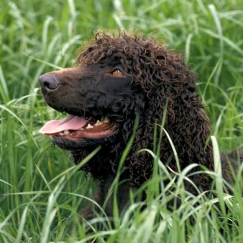 27 Hunde mit Locken [Liste mit Bildern] | HundeFunde