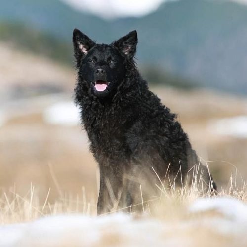 27 Hunde mit Locken [Liste mit Bildern] | HundeFunde