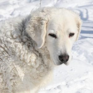 27 Hunde mit Locken [Liste mit Bildern] | HundeFunde