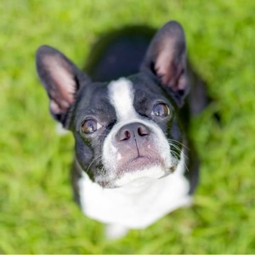 19 Molosser-Hunderassen: Doggen und Mastiffs [Liste mit Bild] | HundeFunde