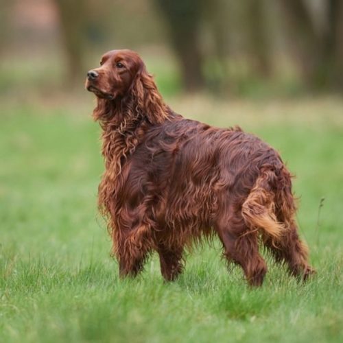 Hund Mit Rotem Fell