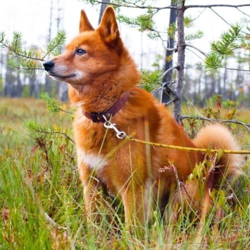 Diese 47 Spitze sind spitze! | HundeFunde