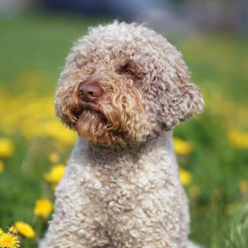 Graue Hunderassen: 40 Hunde mit grauem Fell | HundeFunde