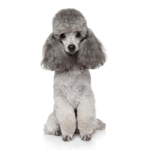 Graue Hunderassen: 40 Hunde mit grauem Fell | HundeFunde