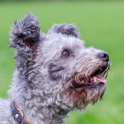 Graue Hunderassen: 40 Hunde mit grauem Fell | HundeFunde