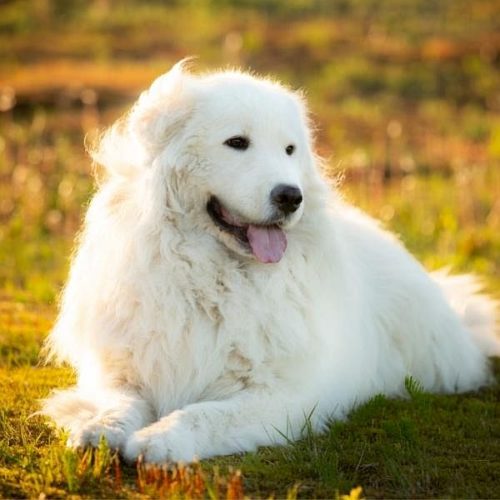 38 große Hunderassen [Liste mit Bild] | HundeFunde