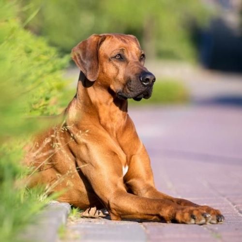 38 große Hunderassen [Liste mit Bild] | HundeFunde