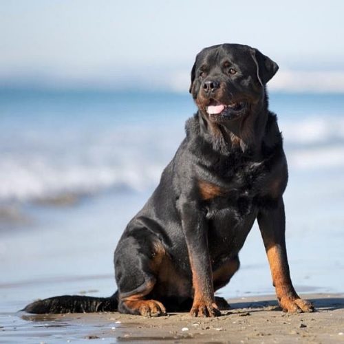 38 große Hunderassen [Liste mit Bild] | HundeFunde