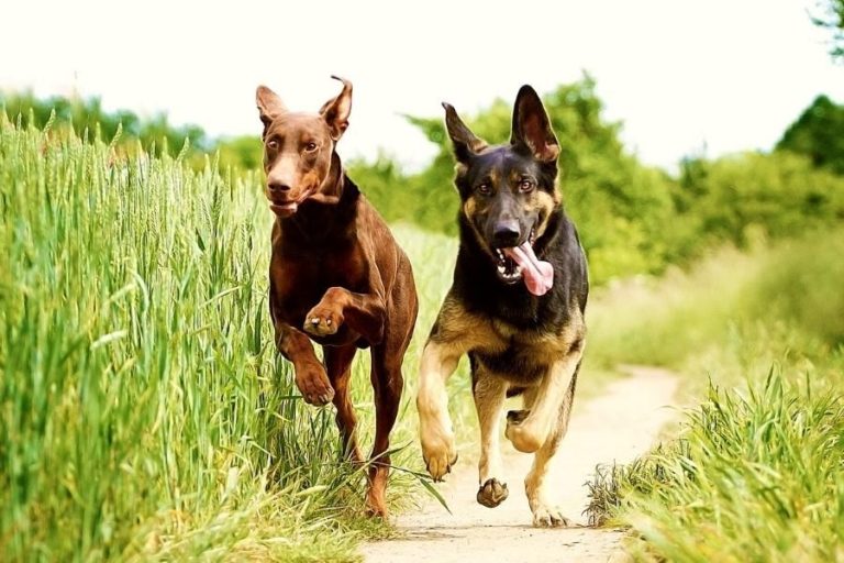 38 große Hunderassen [Liste mit Bild] | HundeFunde