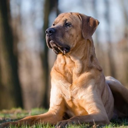 38 große Hunderassen [Liste mit Bild] | HundeFunde
