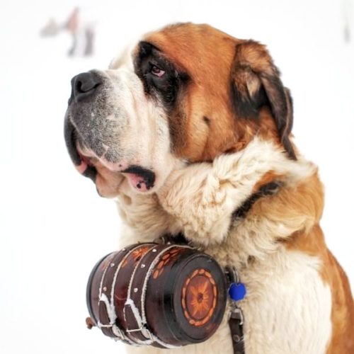 18 Hunde mit Falten | HundeFunde
