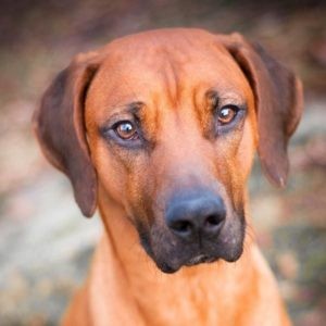 41 Hunderassen mit Masken [Liste mit Bild] | HundeFunde