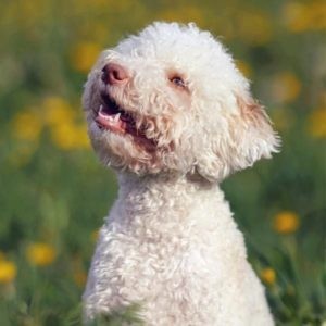 27 Hunde mit Locken [Liste mit Bildern] | HundeFunde