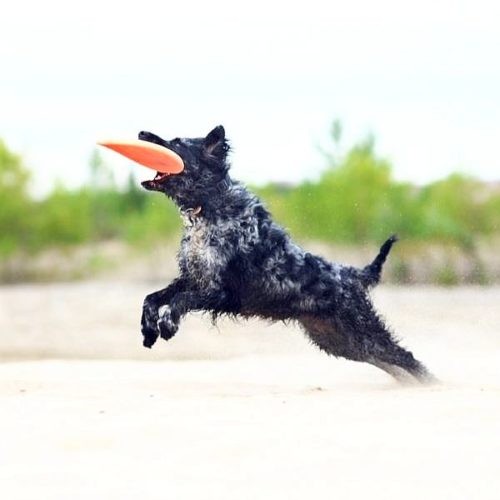 27 Hunde mit Locken [Liste mit Bildern] | HundeFunde