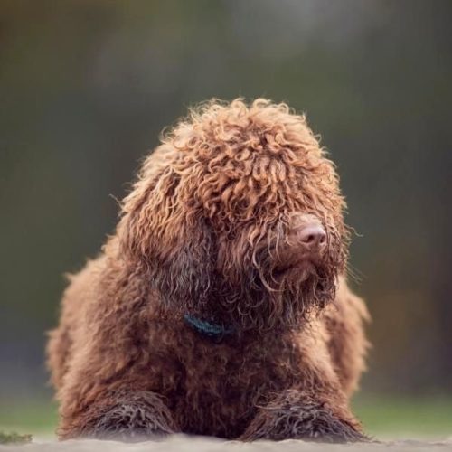 27 Hunde mit Locken [Liste mit Bildern] | HundeFunde