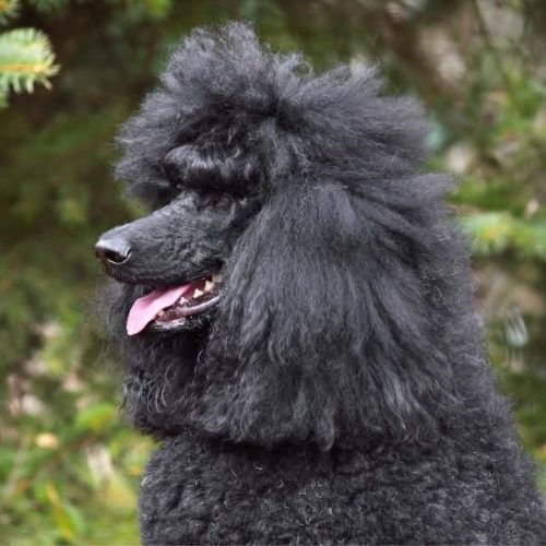 27 Hunde mit Locken [Liste mit Bildern] | HundeFunde