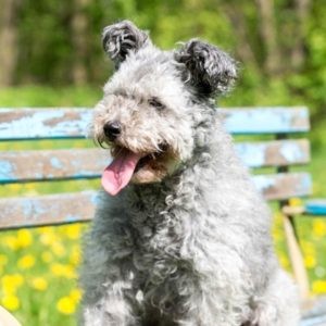 27 Hunde mit Locken [Liste mit Bildern] | HundeFunde