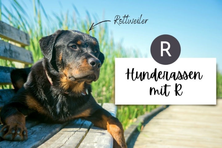 10 Hunderassen mit R | HundeFunde