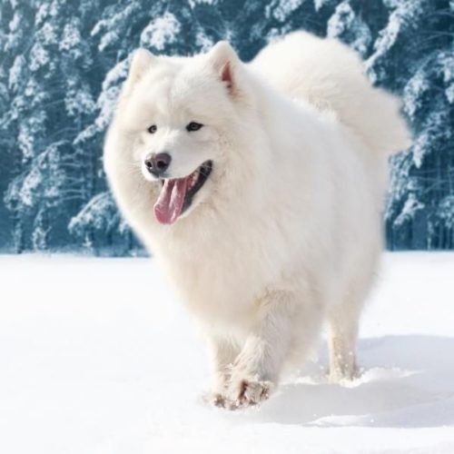 Weiße Hunde: 33 Hunderassen mit weißem Fell | HundeFunde