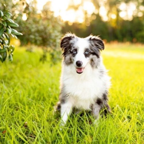 37 kleine Hunderassen [Liste mit Bild] | HundeFunde