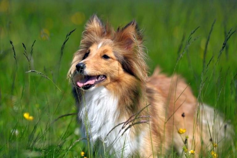 37 kleine Hunderassen [Liste mit Bild] | HundeFunde