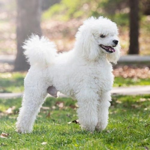 Kleinpudel (Mittelpudel) | HundeFunde