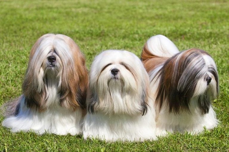 21 Hunde mit Ringelrute [Liste mit Bild] | HundeFunde