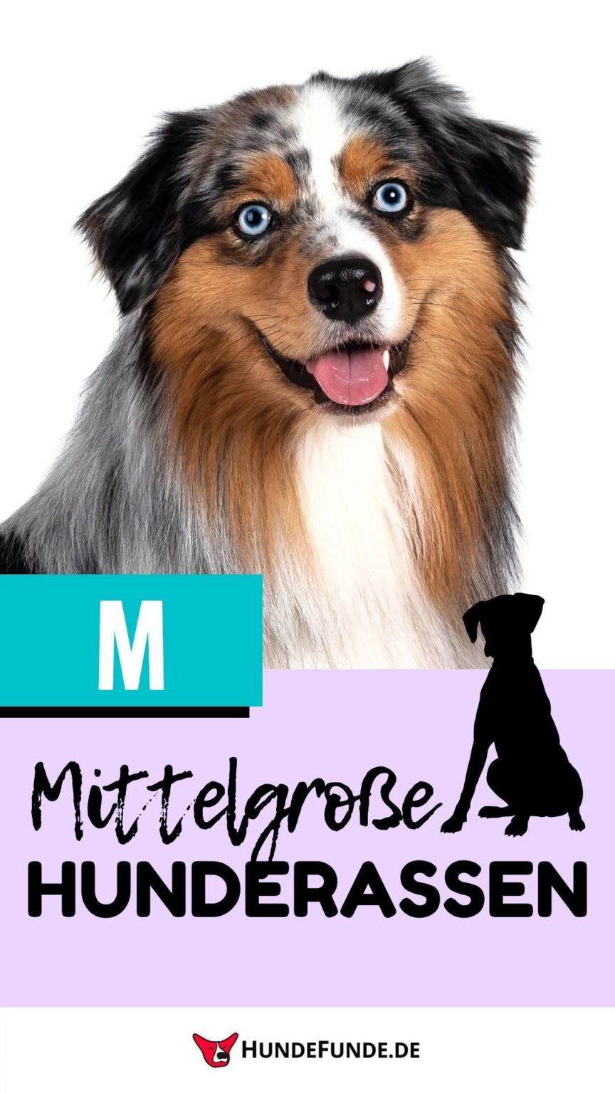 61 mittelgroße Hunderassen [Liste mit Bild] | HundeFunde