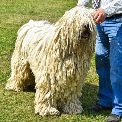 19 sehr große Hunderassen [Liste mit Bild] | HundeFunde