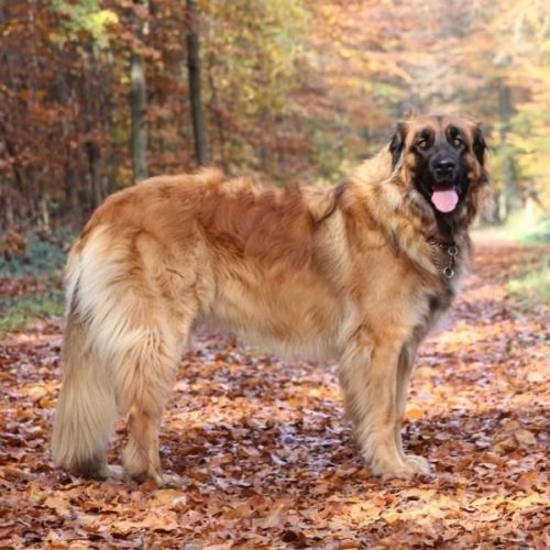 19 sehr große Hunderassen [Liste mit Bild] | HundeFunde