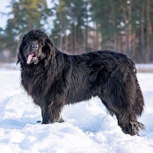 19 sehr große Hunderassen [Liste mit Bild] | HundeFunde