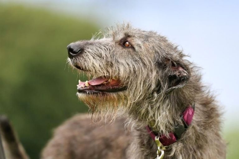 19 sehr große Hunderassen [Liste mit Bild] | HundeFunde