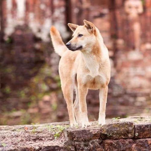 4 vietnamesische Hunderassen | HundeFunde