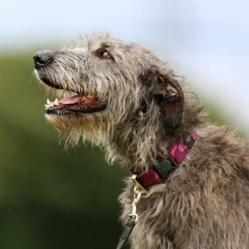 Graue Hunderassen: 40 Hunde mit grauem Fell | HundeFunde