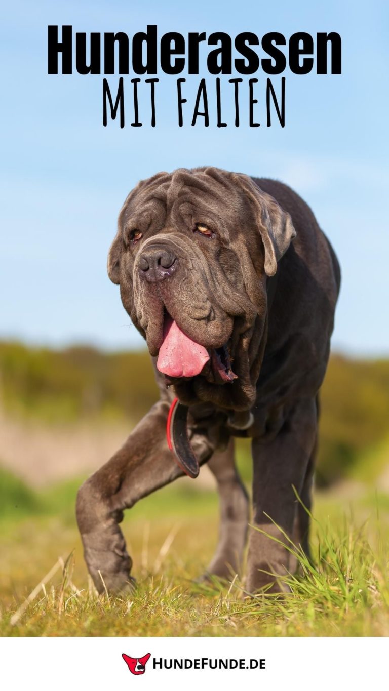 18 Hunde mit Falten | HundeFunde
