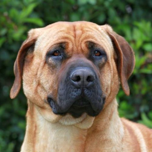 18 Hunde mit Falten | HundeFunde