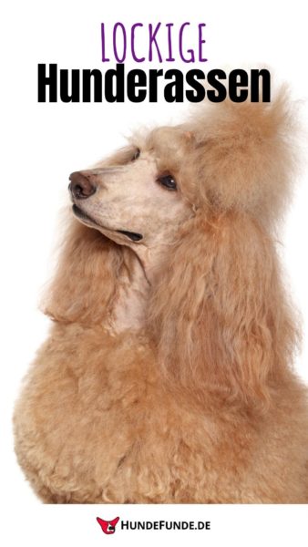 27 Hunde mit Locken [Liste mit Bildern] | HundeFunde