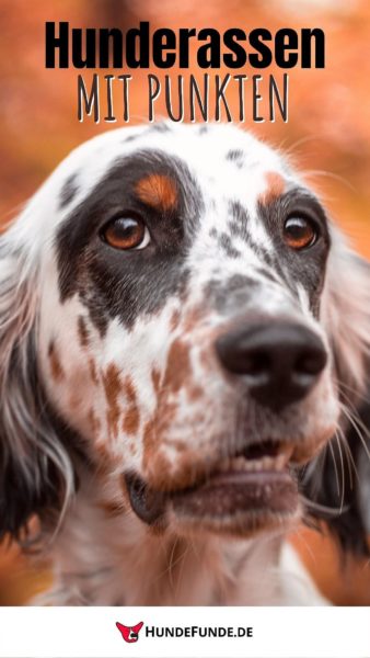 19 Hunde mit Punkten | HundeFunde